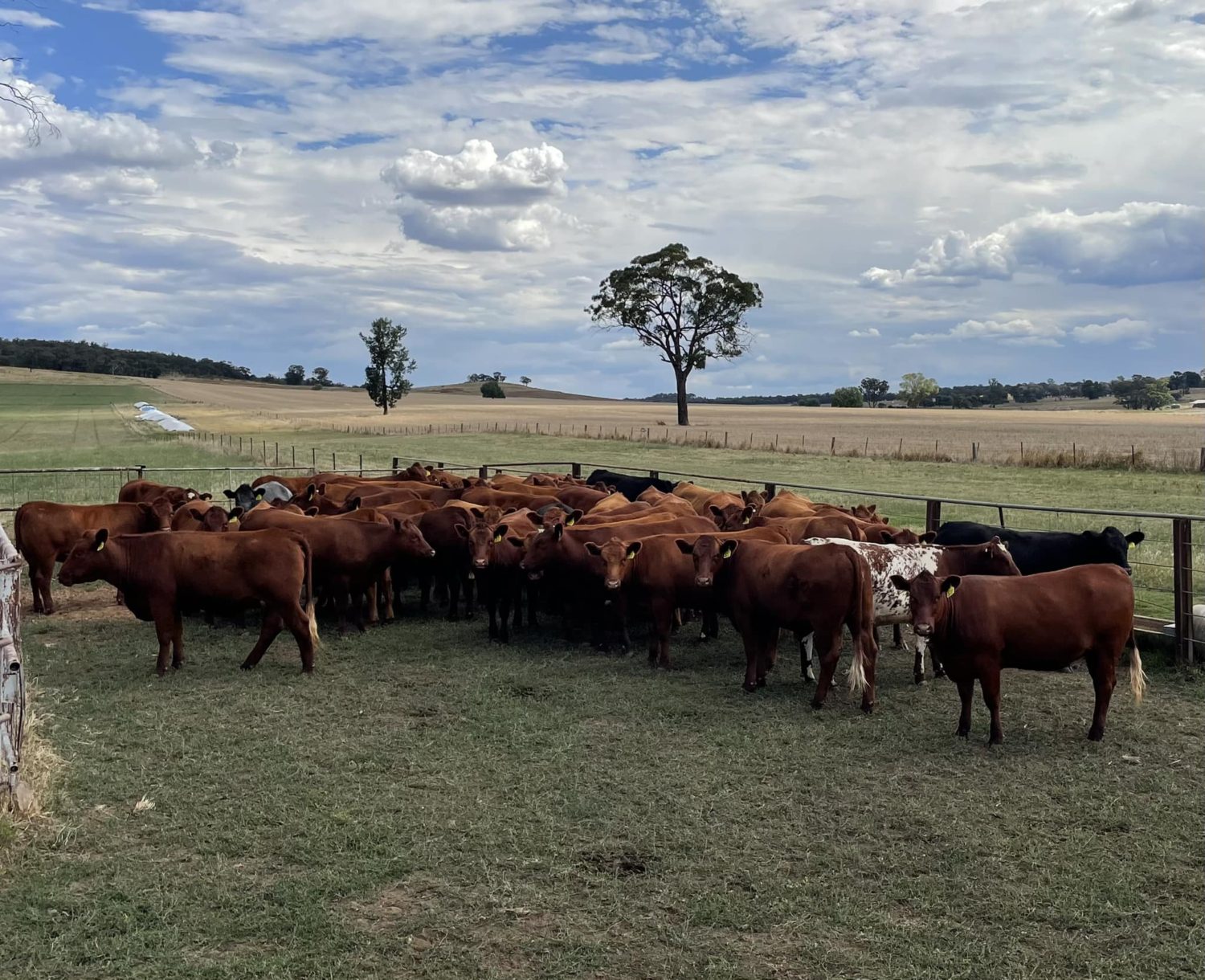 Elite Genetics home - Elite Genetics