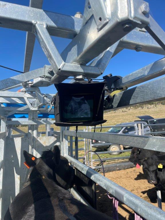 Bovine Ultrasound Pregnancy Scanning and Foetal Aging - Elite Genetics